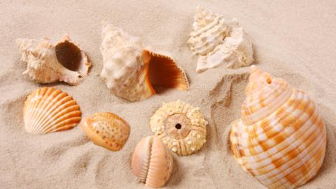 Why Mauritius is losing its seashells - BBC News