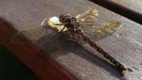 Your pictures of Scotland: 7-14 August - BBC News