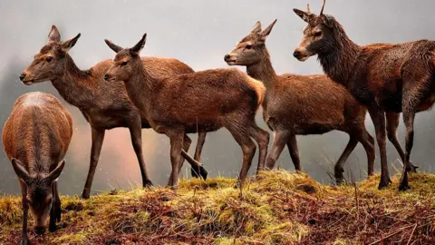 Venison producer Highland Game wins £13m supply deal