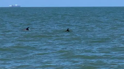 Rare white-beaked dolphins spotted off Essex coast
