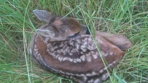 Your pictures of Scotland: 29 June-6 July - BBC News