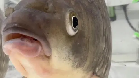 Prodigy's Keith Flint mural in Peterborough 'iconic'