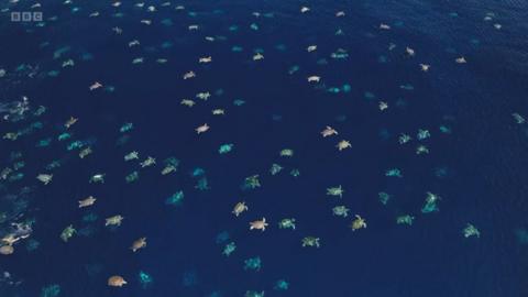 Planet Earth III: Three things we learned from episode one - BBC Newsround