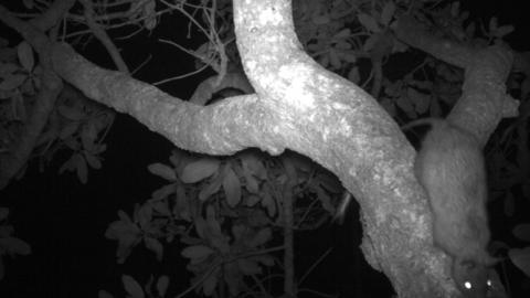 'Amazing' rediscovery of rare Australian tree-rat - BBC News