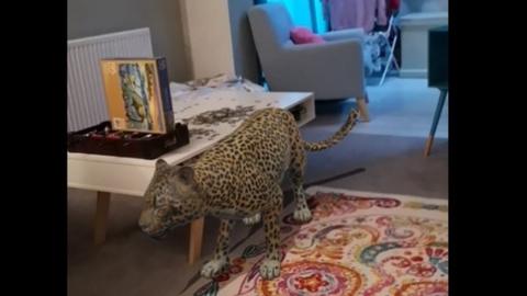 Google's AR animals entertain Android users - BBC News