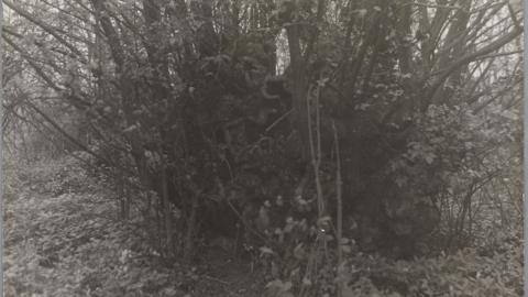 Body in the tree murder explored in BBC Sounds podcast - BBC News