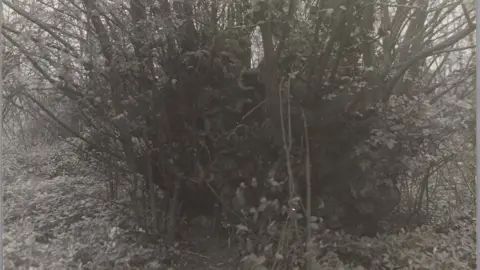 Body in the tree murder explored in BBC Sounds podcast