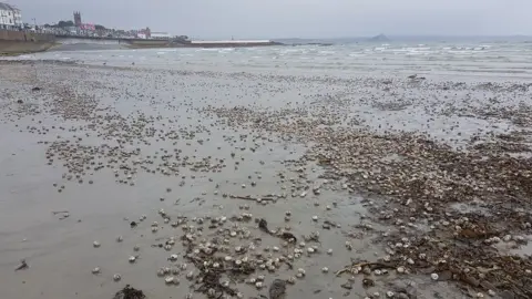 Hundreds of sea potatoes cover Penzance beach