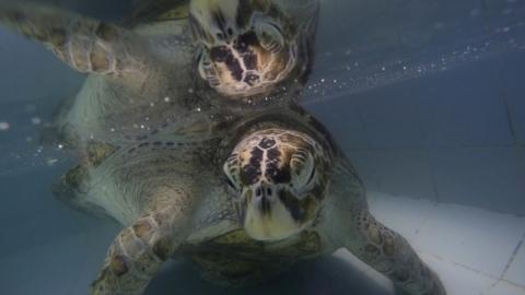In pictures: India's sea turtles return home to breed - BBC News