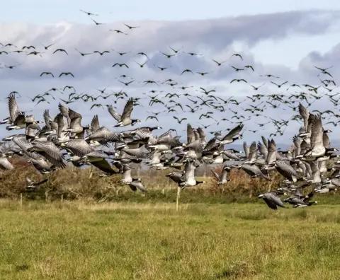 Caerlaverock reserve prepares for return of barnacle geese