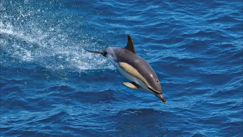 Bay of Biscay: France temporarily bans fishing to protect dolphins