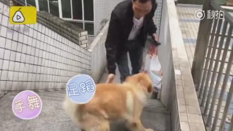 Xiongxiong the loyal dog charms Chinese social media - BBC News