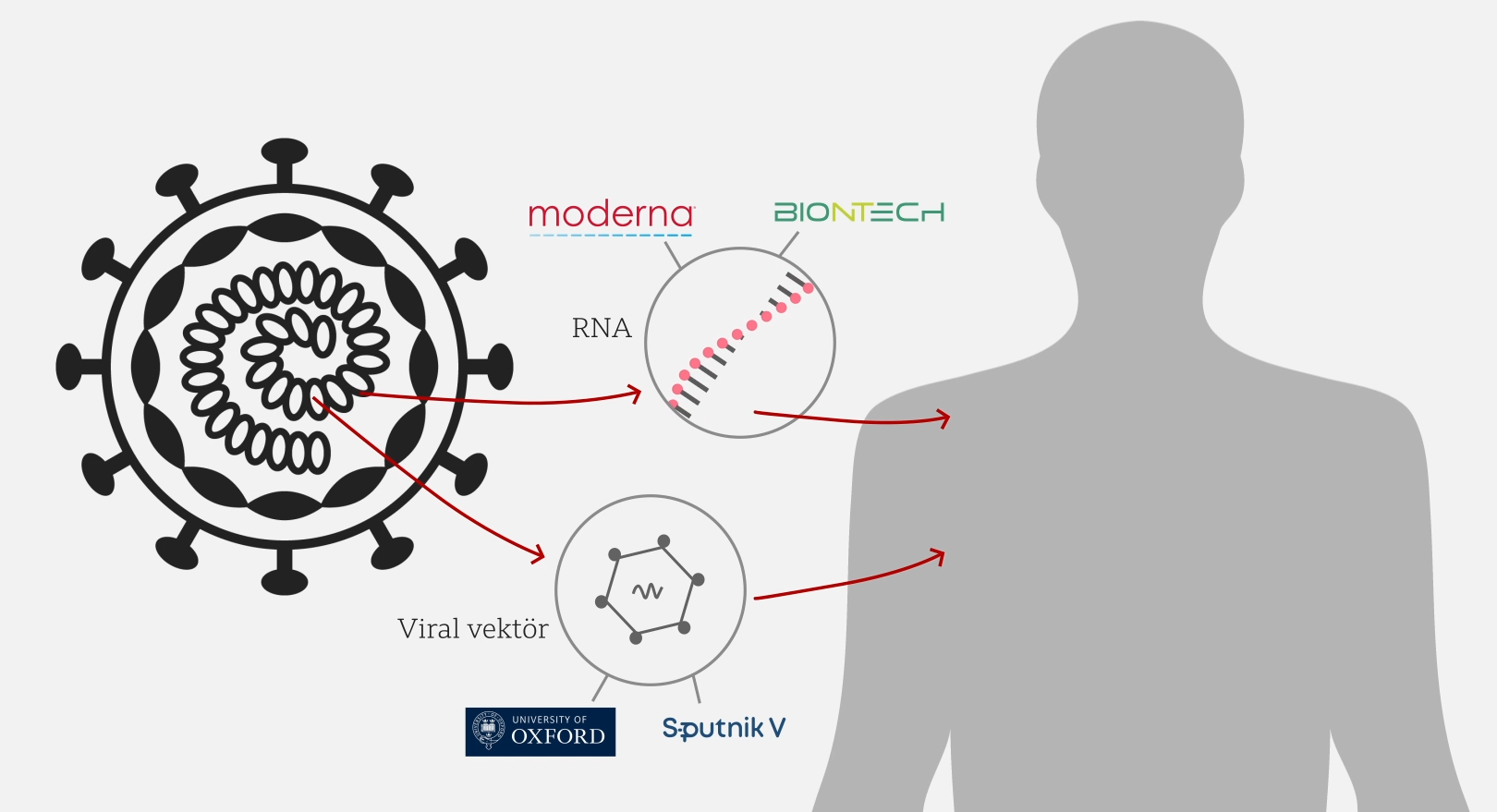 BioNTech, Sinovac ve Sputnik aşılarının farkları neler, hangi ...