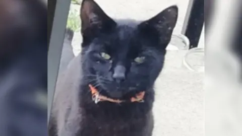 Darfield cat killed by dogs deliberately sent into garden