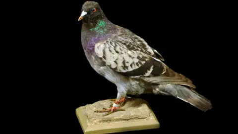 The pigeon that saved lives in WWII gets a statue