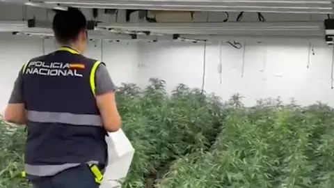 A female police officer stands looking at rows of cannabis plants in a room that looks like a warehouse. She is seen from behind and her dark blue sleevelss jacket has the words Policia National, and a number of reflectors on it.Her hair is dark and tied up in a bun. She appears to be walking through the plants.