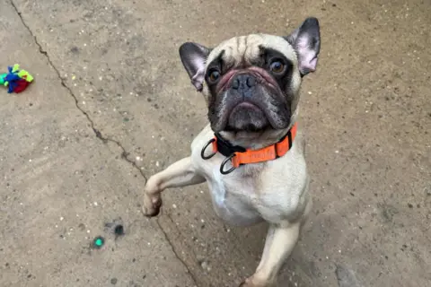 Derby: Hundreds raised for dog in need of surgery