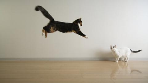 Is my cat playing or fighting with another cat? - BBC Newsround