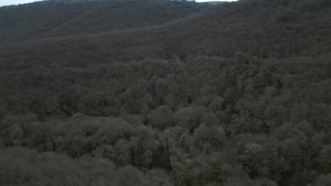 Devon Wildlife Trust wants to double size of county's rainforests - BBC ...