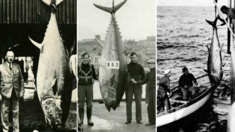 Could big-game fishing return to the UK? - BBC News