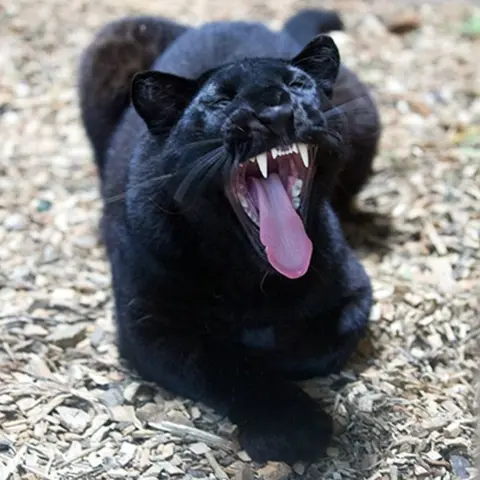 Rare black leopard settles into Exmoor Zoo