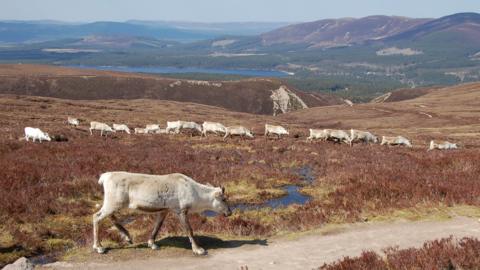 Your pictures of Scotland: 6-13 May - BBC News