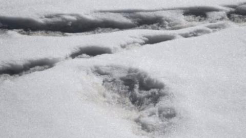 Visit Nepal's yeti: How mythical creature divided Himalayan nation ...