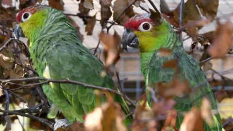 Curraghs Wildlife Park: Parrots' aviary move sparks breeding hopes