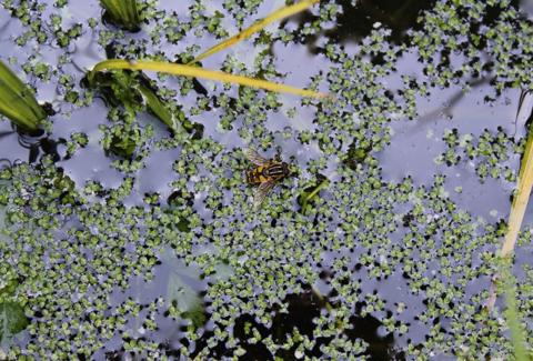 Your pictures on the theme of 'garden creatures' - BBC News