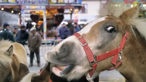 Horse sense: Happiest equines love to snort, says study