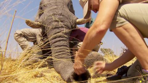 Why elephants are seeking refuge in Botswana - BBC News