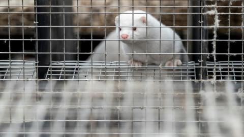 Coronavirus: Denmark shaken by cull of millions of mink - BBC News