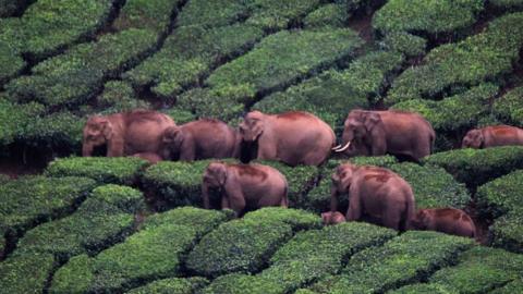 Padayappa: The friendly India elephant whose fame is a curse - BBC News