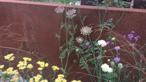 Bringing nature into your backyard - BBC News