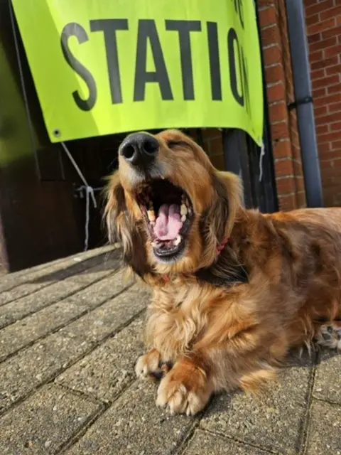 Local elections 2024: Dogs at polling stations