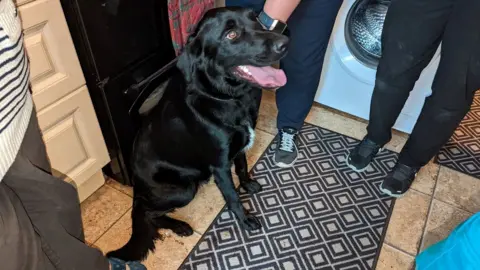 Hampshire labrador rescued after falling into deep sewer