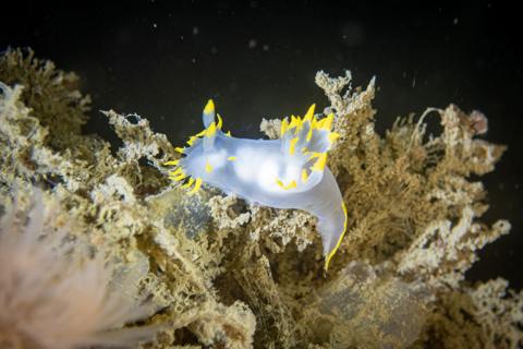 Scuba-diver photographs Scotland's colourful marine life - BBC News