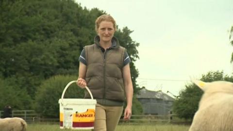 Sheep slaughtered on fifth Northamptonshire farm in 10 days - BBC News