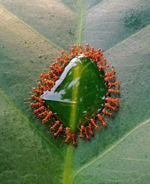 Ants feeding off honeydew wins the Royal Society of Biology's photo ...