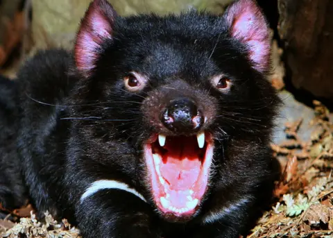 Tasmanian devil cancers targeted by human drugs