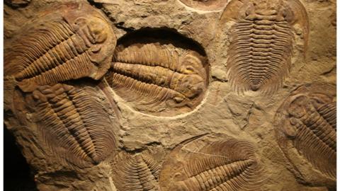 'Fossil' meteorite was from asteroid smash-up - BBC News