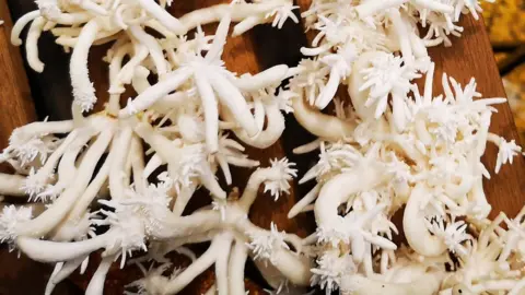 Fungi insulation panels to be grown at Watchet's ex-mill