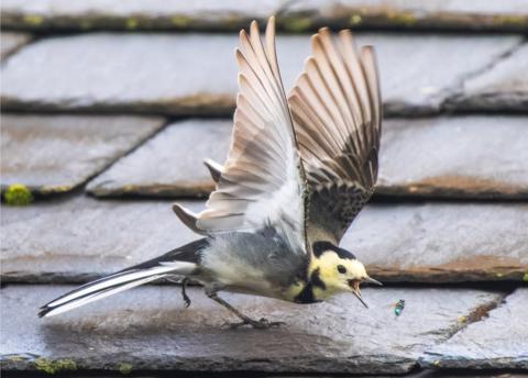 Photographer stops time to snap butterflies and birds - BBC News