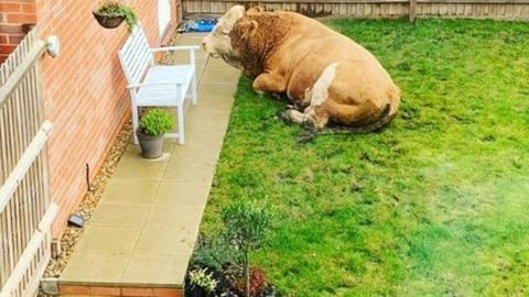 Woman awakes to find bull in back garden - BBC News