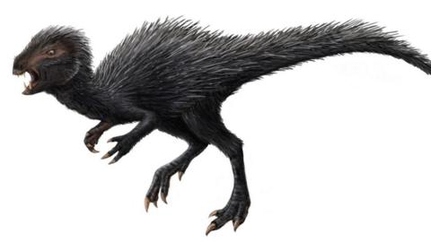 X-rays reveal complete dino skeleton - BBC News