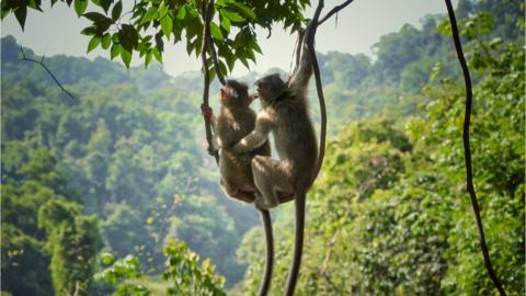 Climate Change: Global warming and deforestation driving monkeys and ...