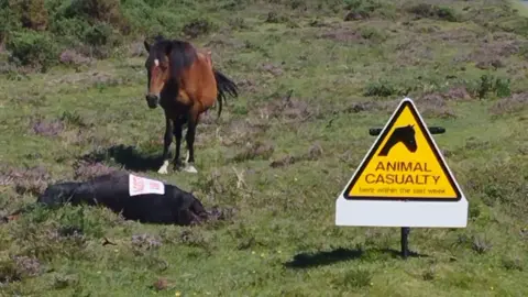 New Forest mare killed two days after foal on same road
