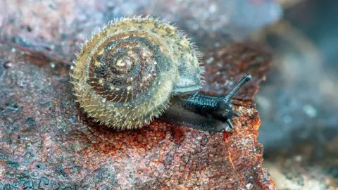 Conservationists unite to save London’s rare 'German' hairy snail