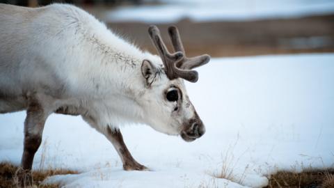 Animals that love the snow - BBC Newsround