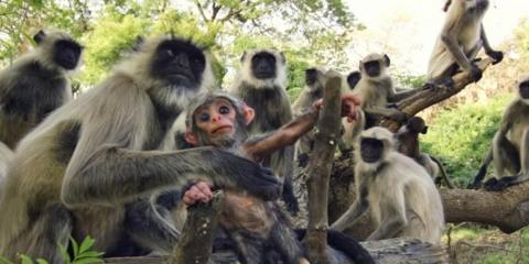 Kisah monyet-monyet yang berkabung dan merawat anggota keluarga yang ...